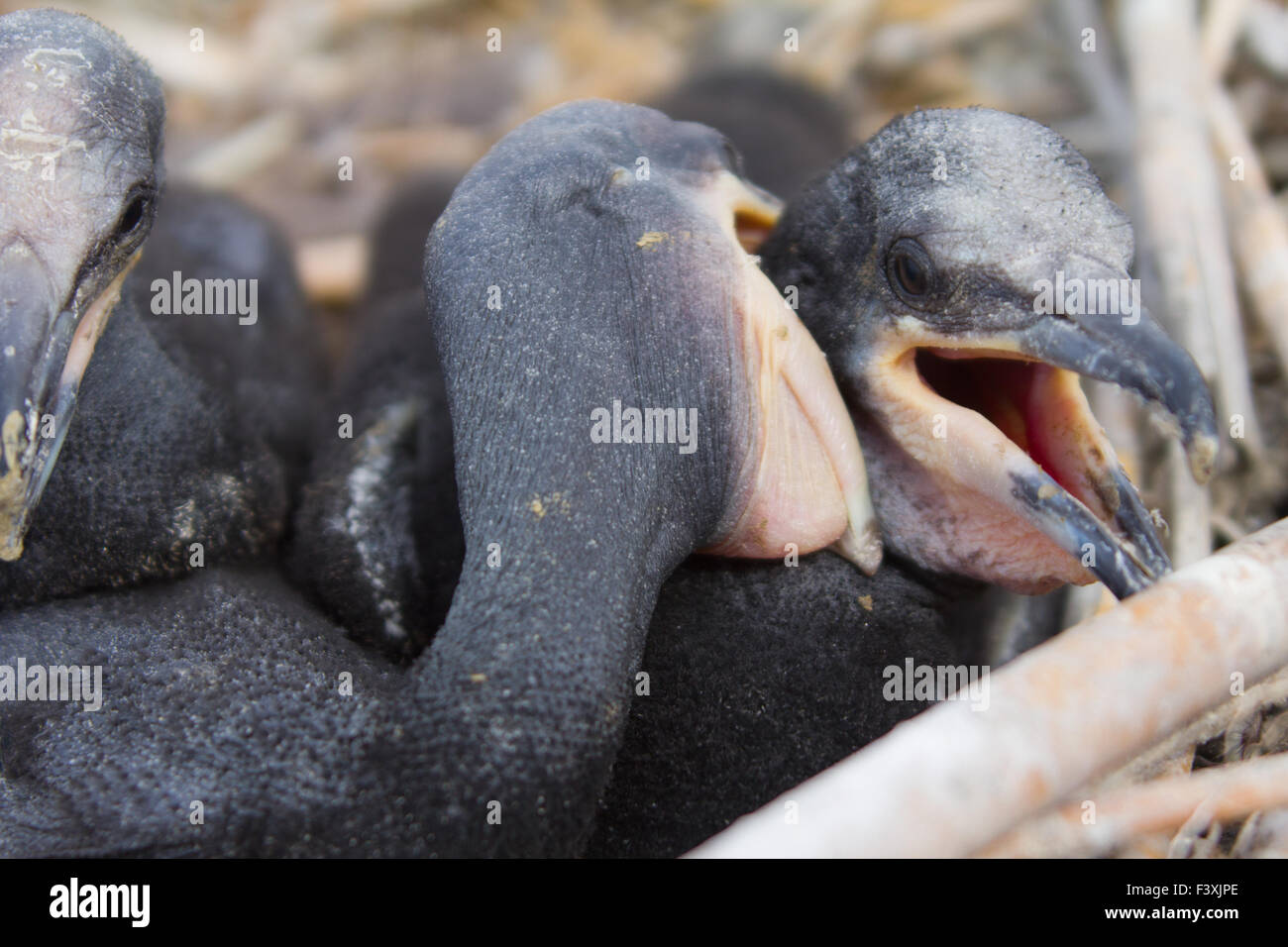 Baby birds of the cormorant Stock Photo - Alamy