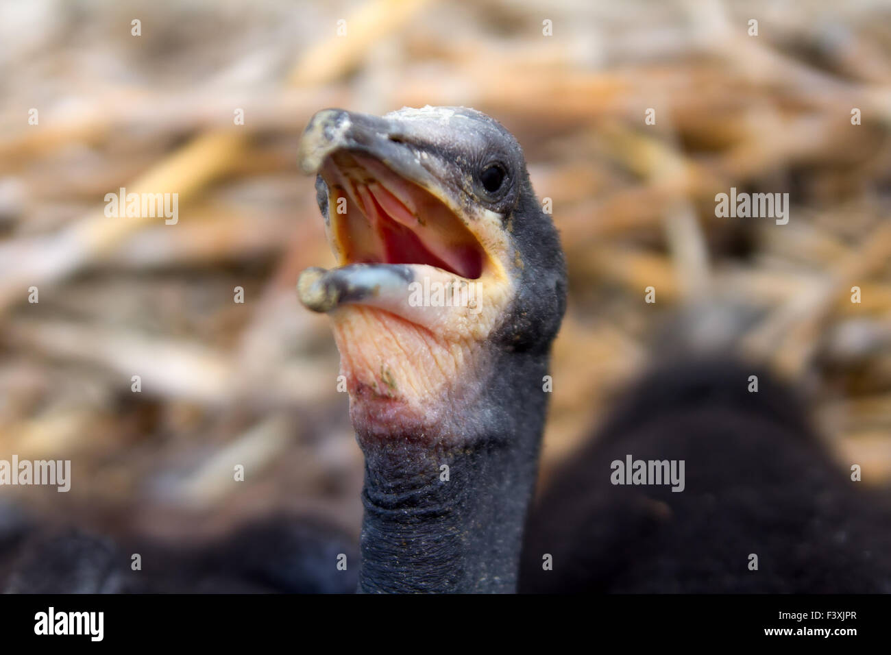 Baby birds of the cormorant Stock Photo - Alamy