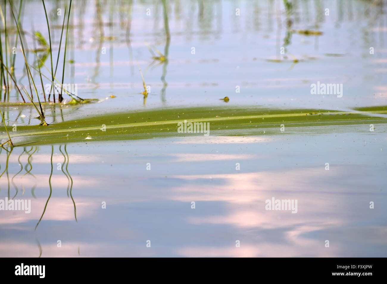 Oxygen and algae hi-res stock photography and images - Alamy