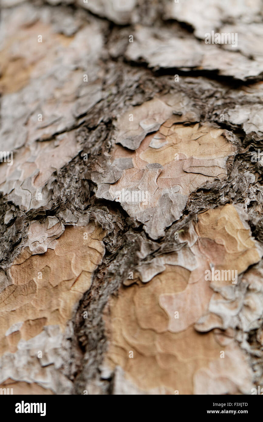 Wooden texture. Crimean pine tree Stock Photo - Alamy
