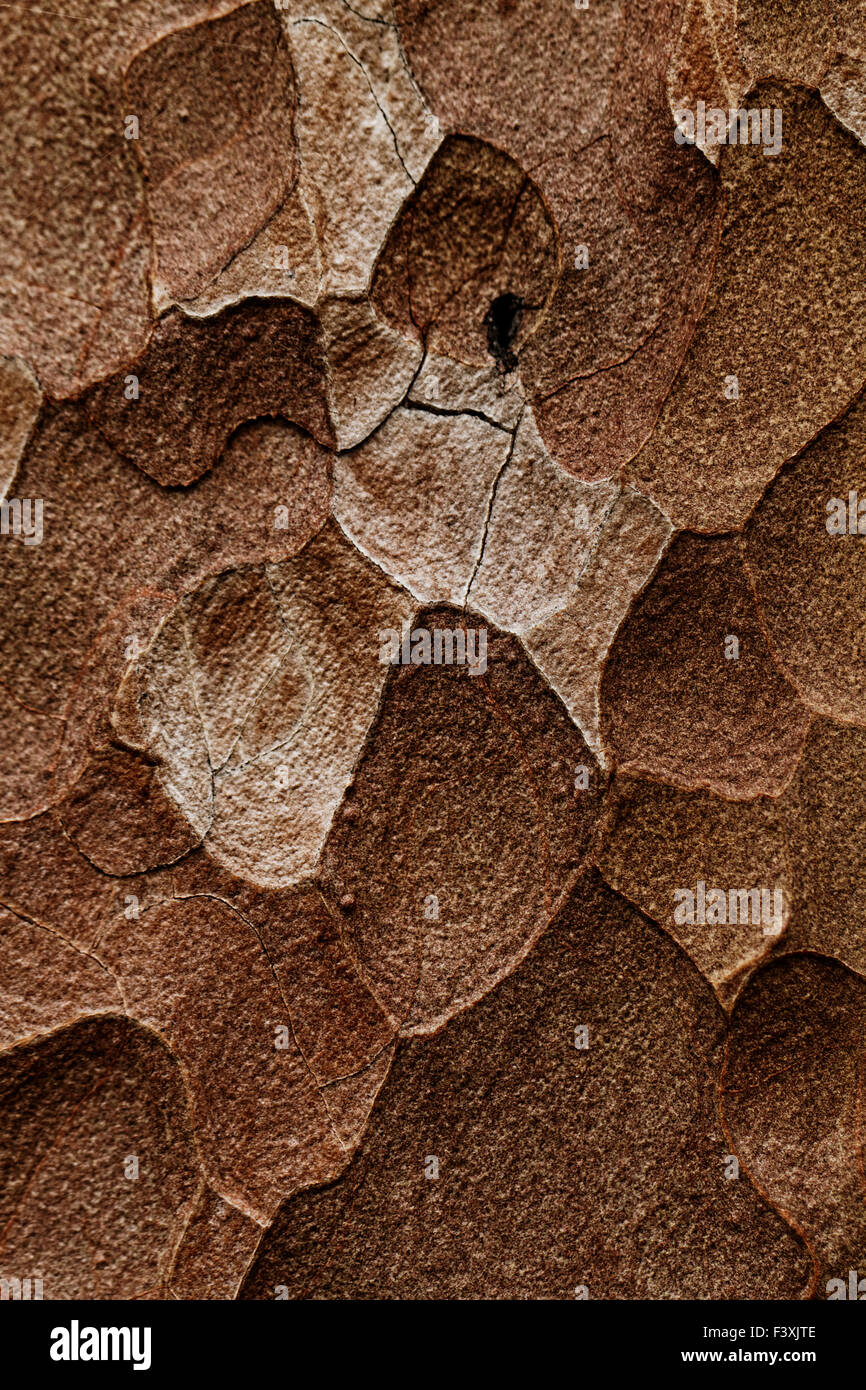 Wooden texture. Crimean pine tree Stock Photo - Alamy