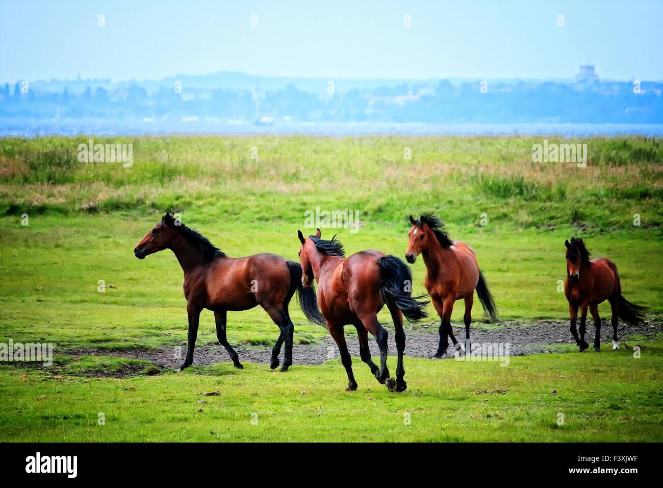 Four horses hi-res stock photography and images - Alamy