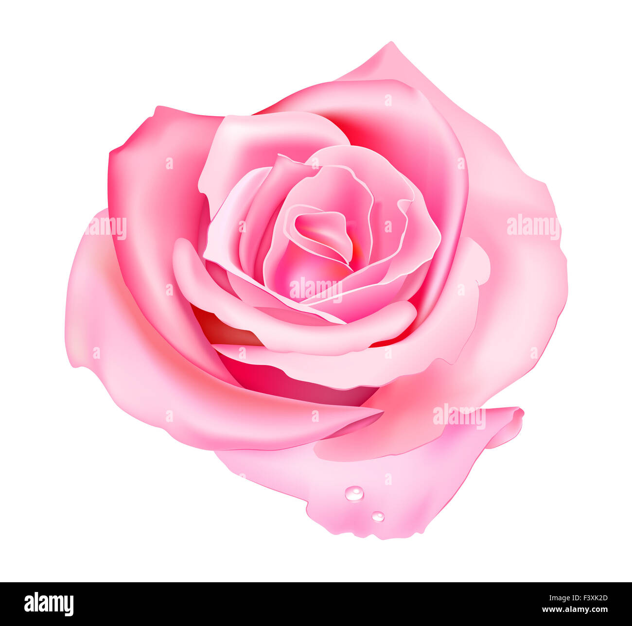 Illustration of pink rose isolated on white Stock Photo - Alamy