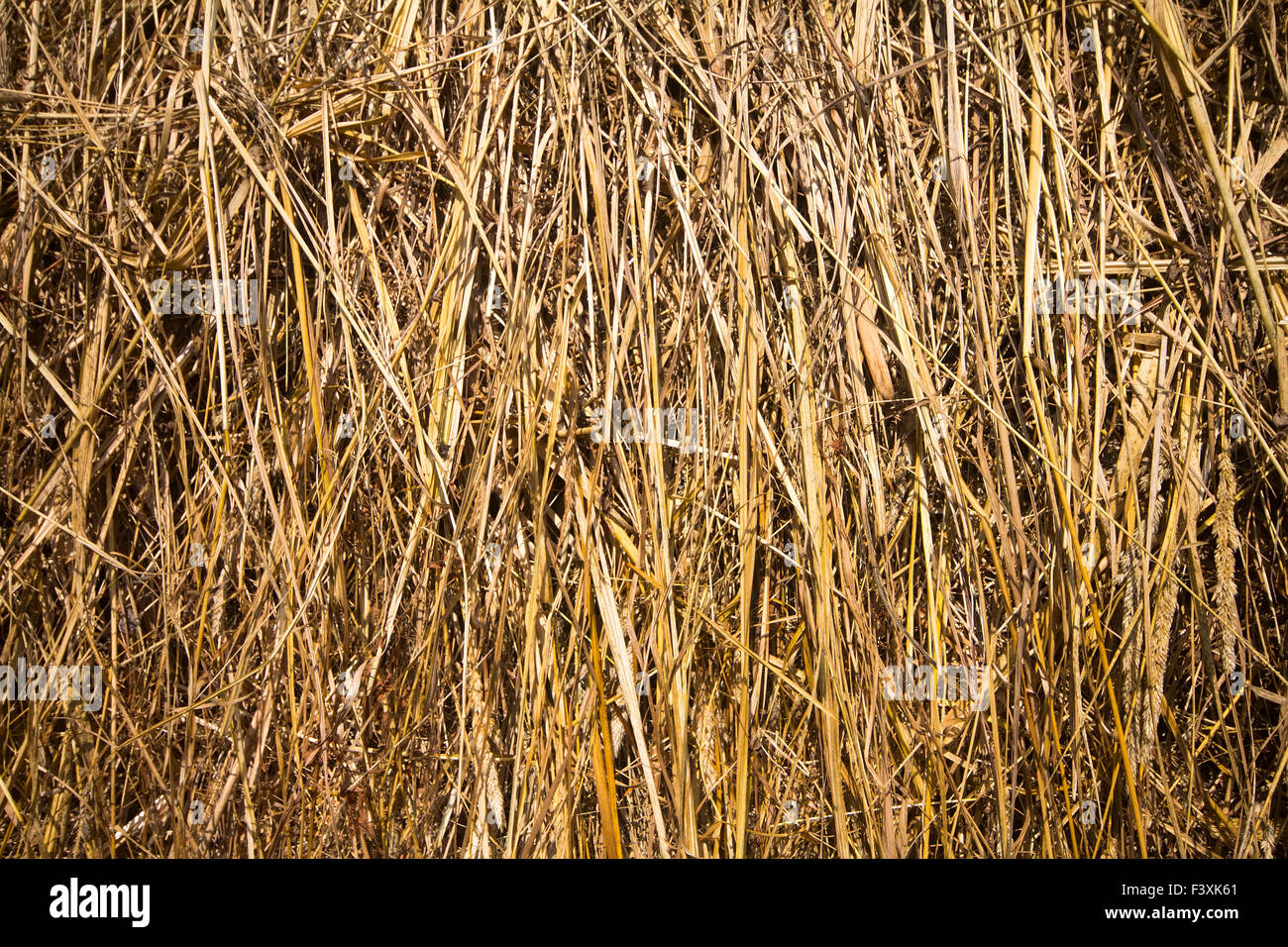 Dry hay hi-res stock photography and images - Alamy