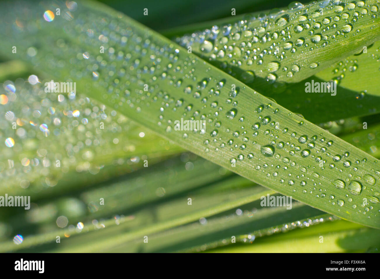 dew drop 2 Stock Photo - Alamy
