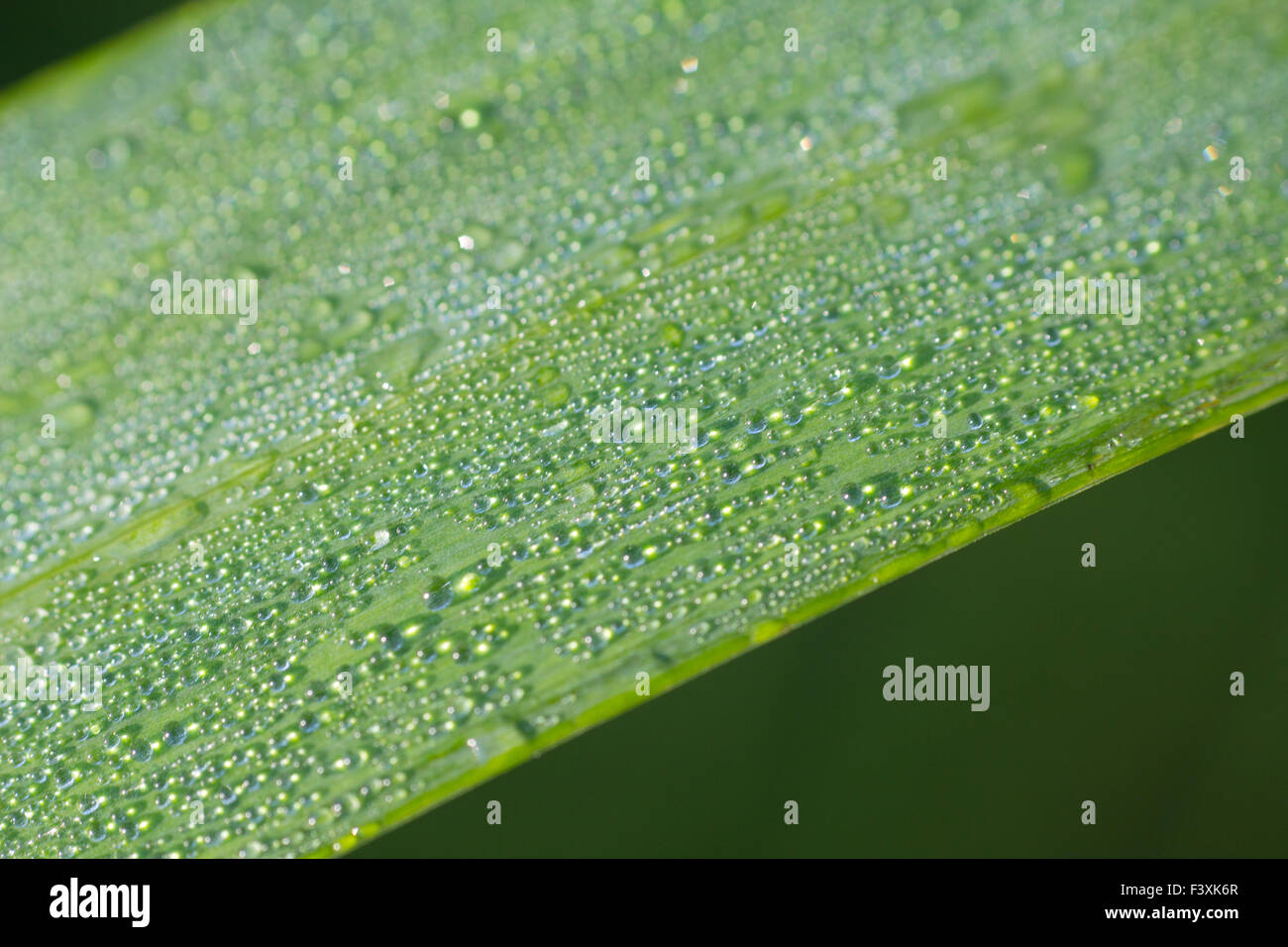 3 water drop hi-res stock photography and images - Alamy