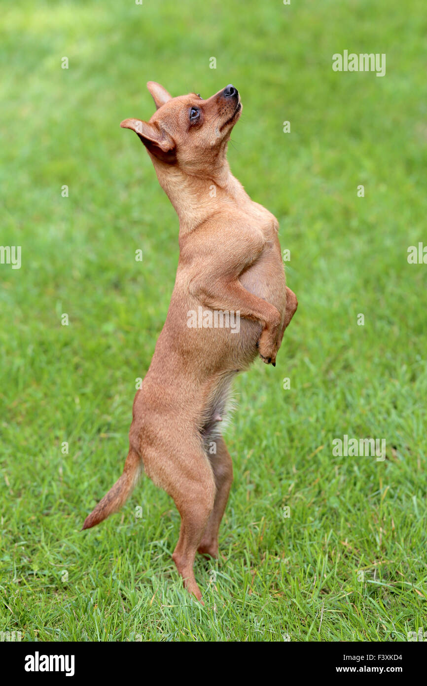 Typical Prague Rat Hunter on a green grass lawn Stock Photo - Alamy