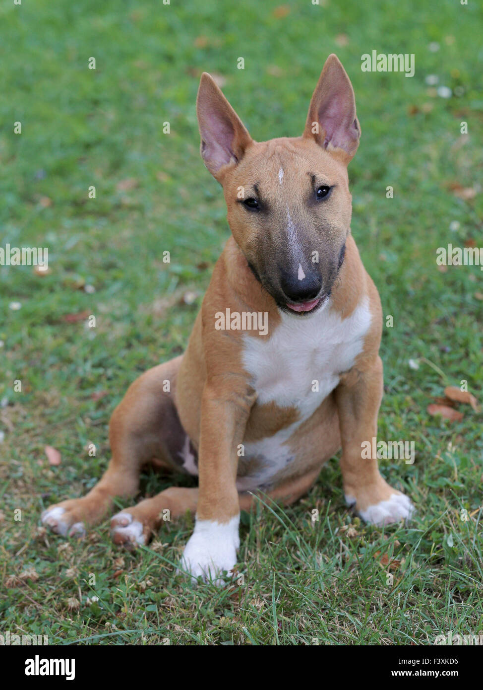Miniature Bull Terrier in the garden Stock Photo - Alamy