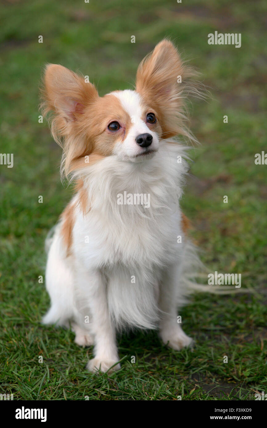 Dog cage spaniel hi-res stock photography and images - Alamy