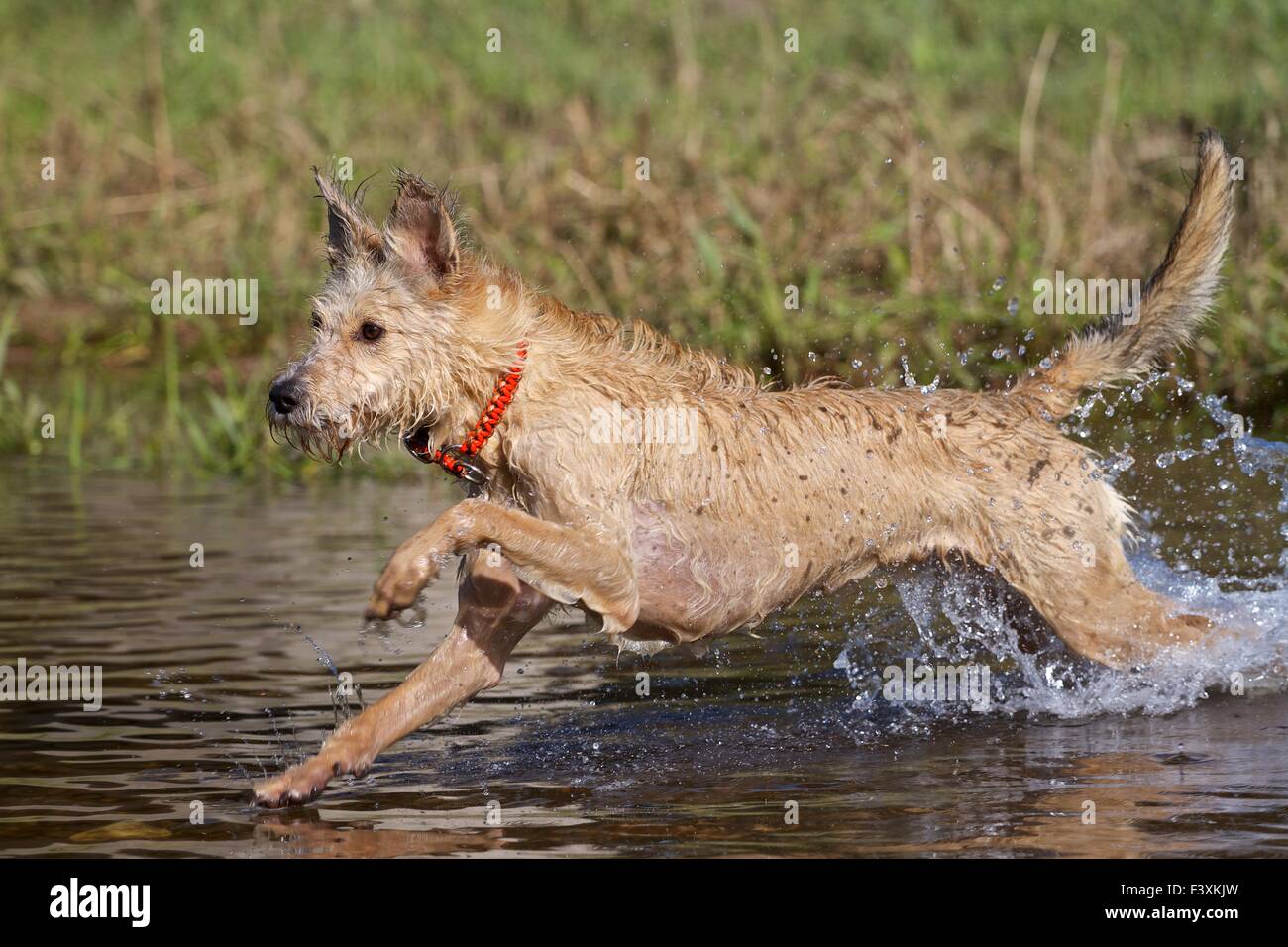 Hund beige hi-res stock photography and images - Alamy