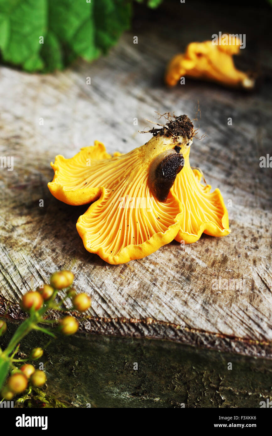 Slug mushrooms hi-res stock photography and images - Alamy
