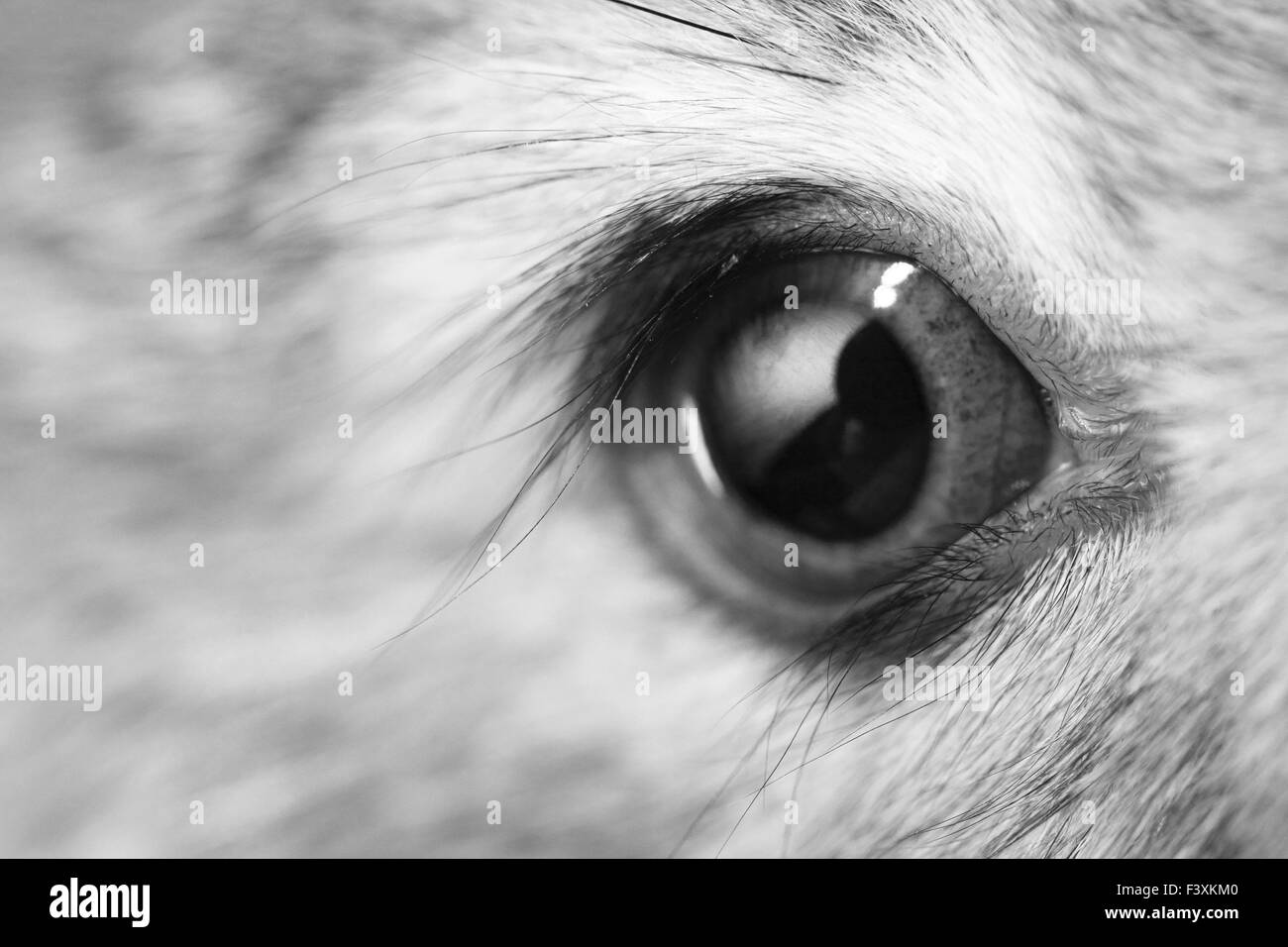 Eye of a gray rabbit Stock Photo - Alamy