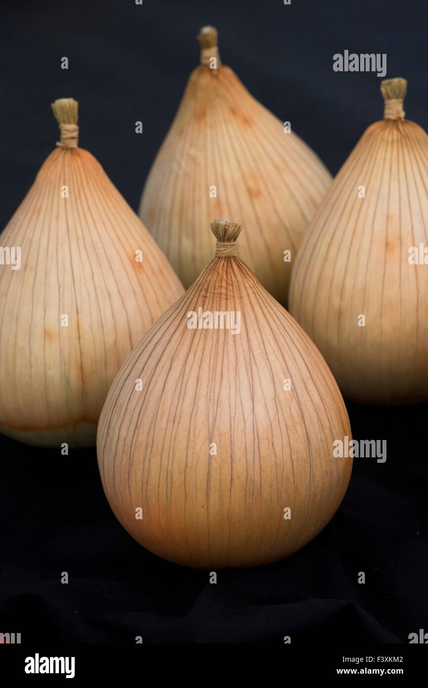 Show onions on display at an Autumn Show. UK Stock Photo - Alamy