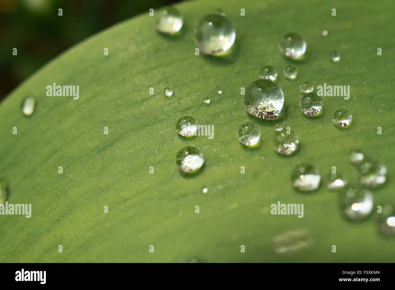 Beautiful green leaf with drops of water Stock Photo - Alamy