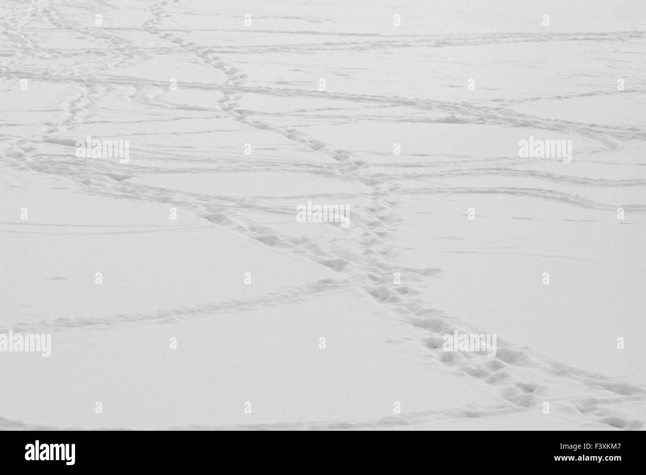 Flat people walk in Black and White Stock Photos & Images - Alamy