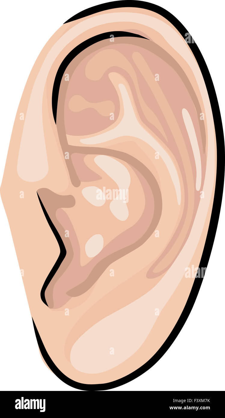 Human ear on white hi-res stock photography and images - Alamy
