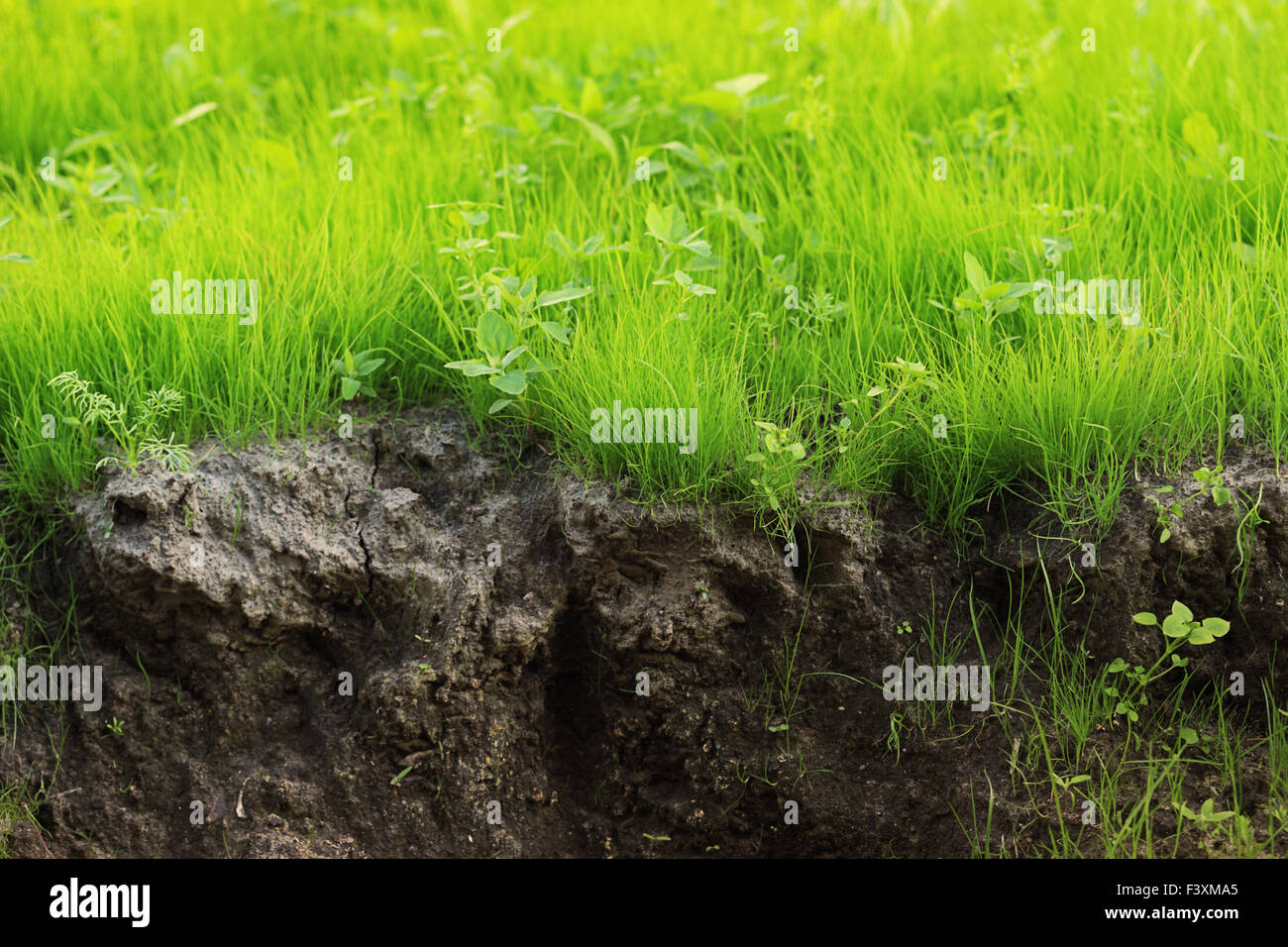 Grass soil hi-res stock photography and images - Alamy