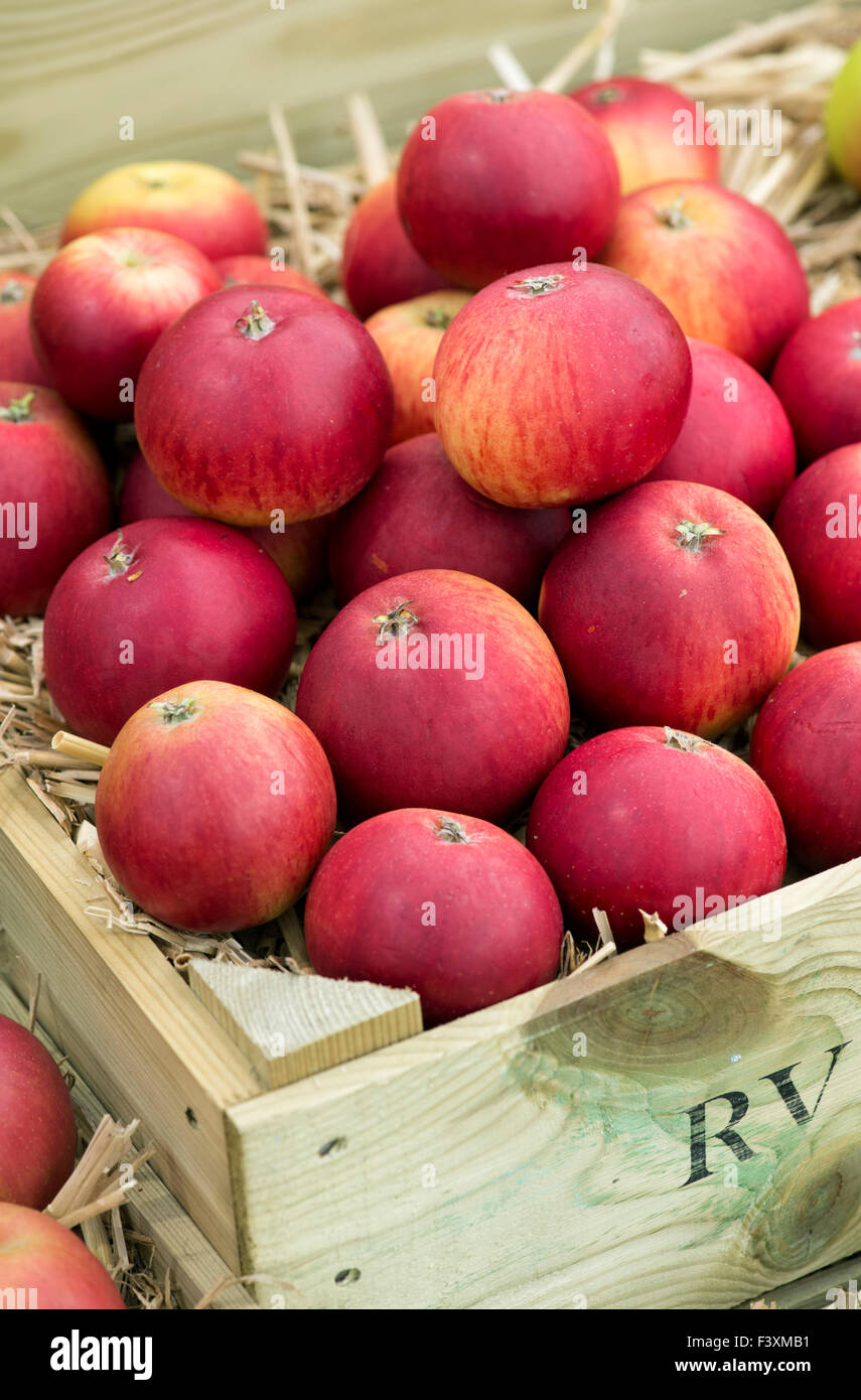 Devil fruit hi-res stock photography and images - Alamy