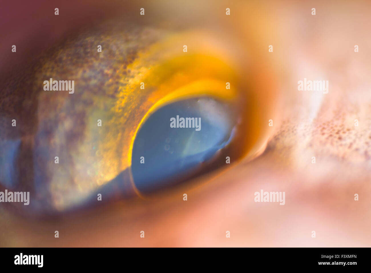 Fish eye close up hi-res stock photography and images - Alamy
