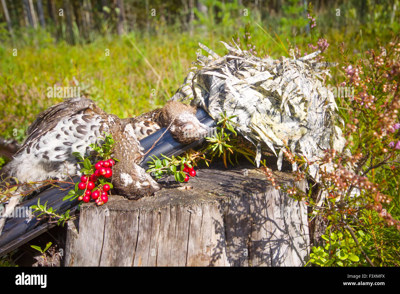 hunting hazel grouse bird Stock Photo - Alamy
