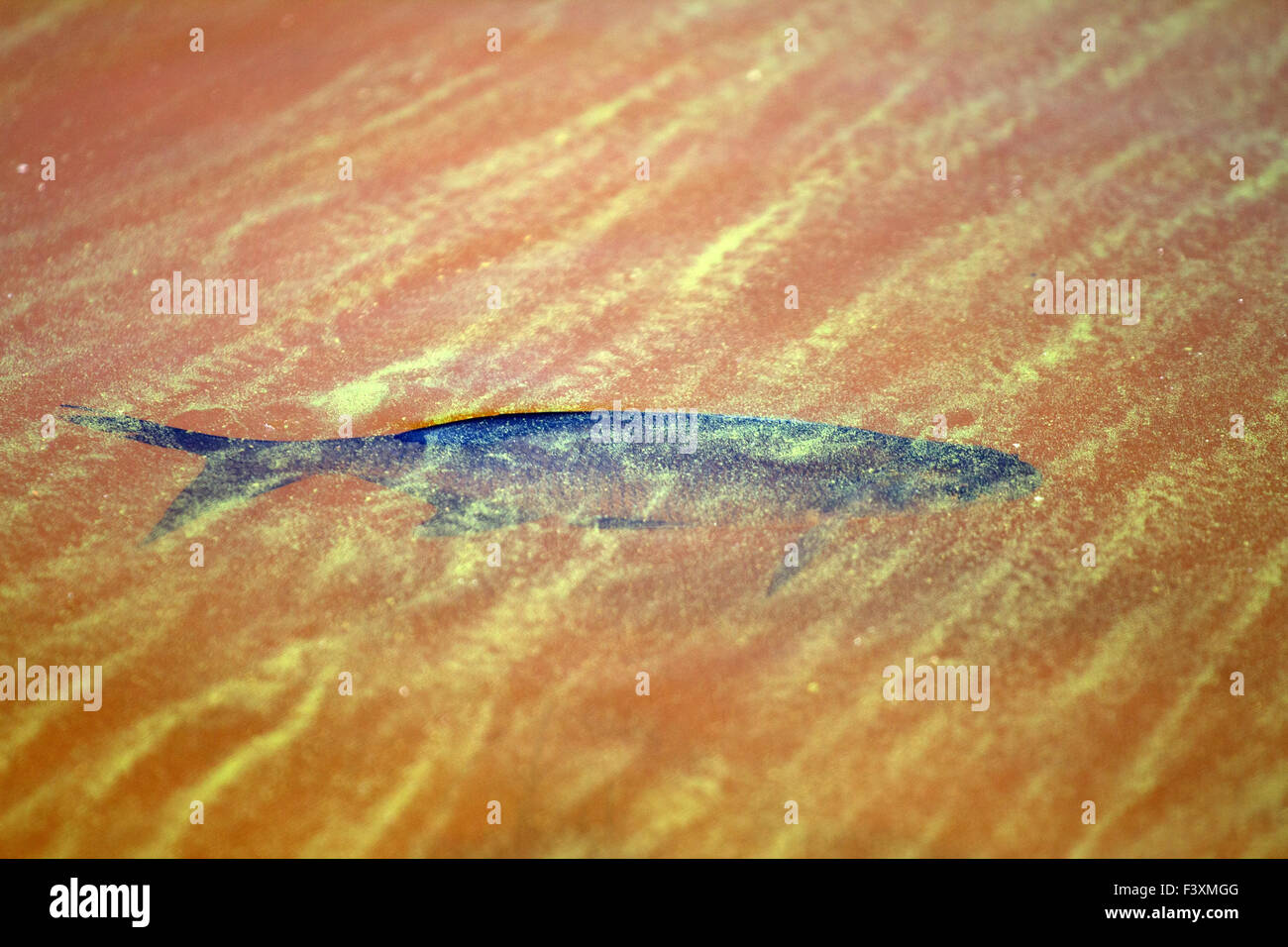 white-eye fish underwater Stock Photo - Alamy