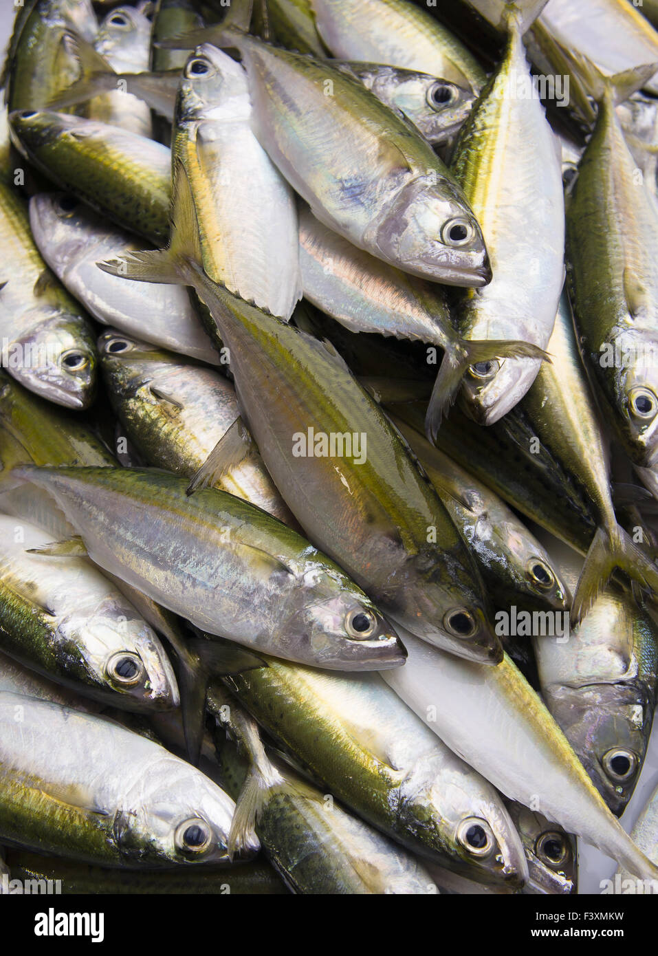 Yellow Fin Fishes Stock Photo - Alamy