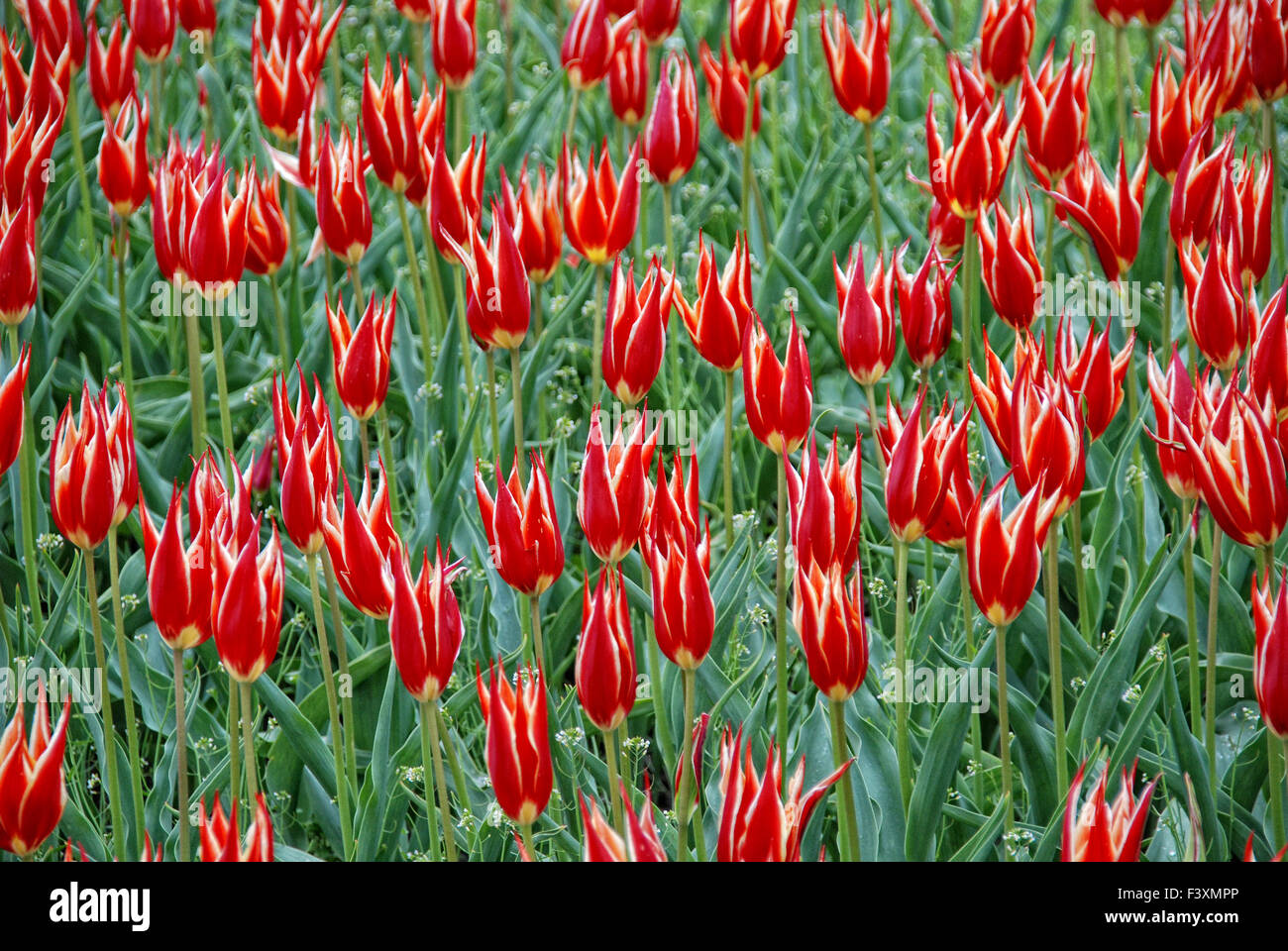 Flame tulips hi-res stock photography and images - Alamy
