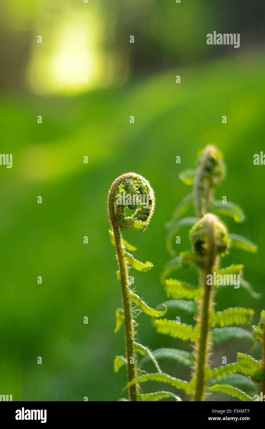 Botany scene hi-res stock photography and images - Alamy