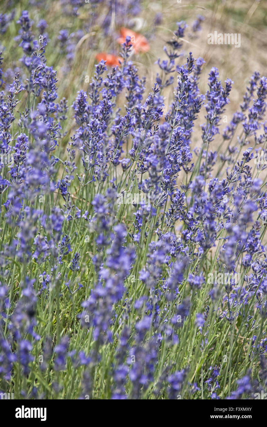 Flavour flavour hi-res stock photography and images - Alamy