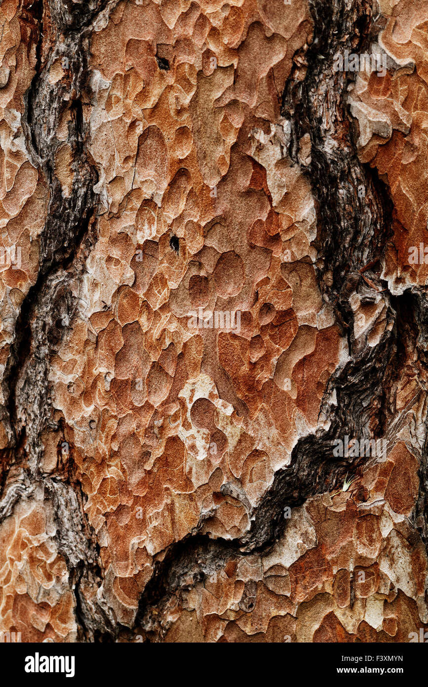 Wooden texture. Crimean pine tree Stock Photo - Alamy