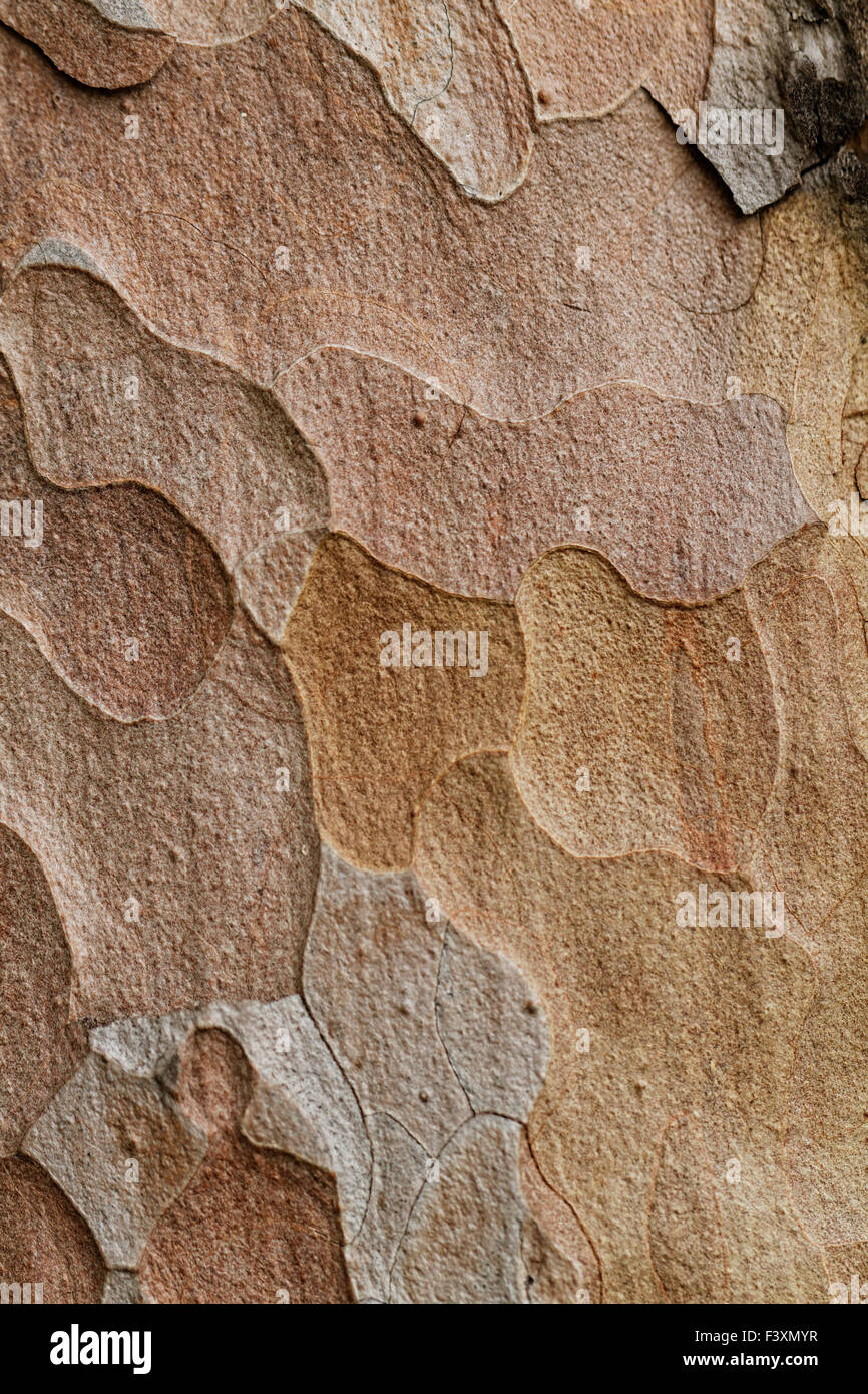 Wooden texture. Crimean pine tree Stock Photo - Alamy