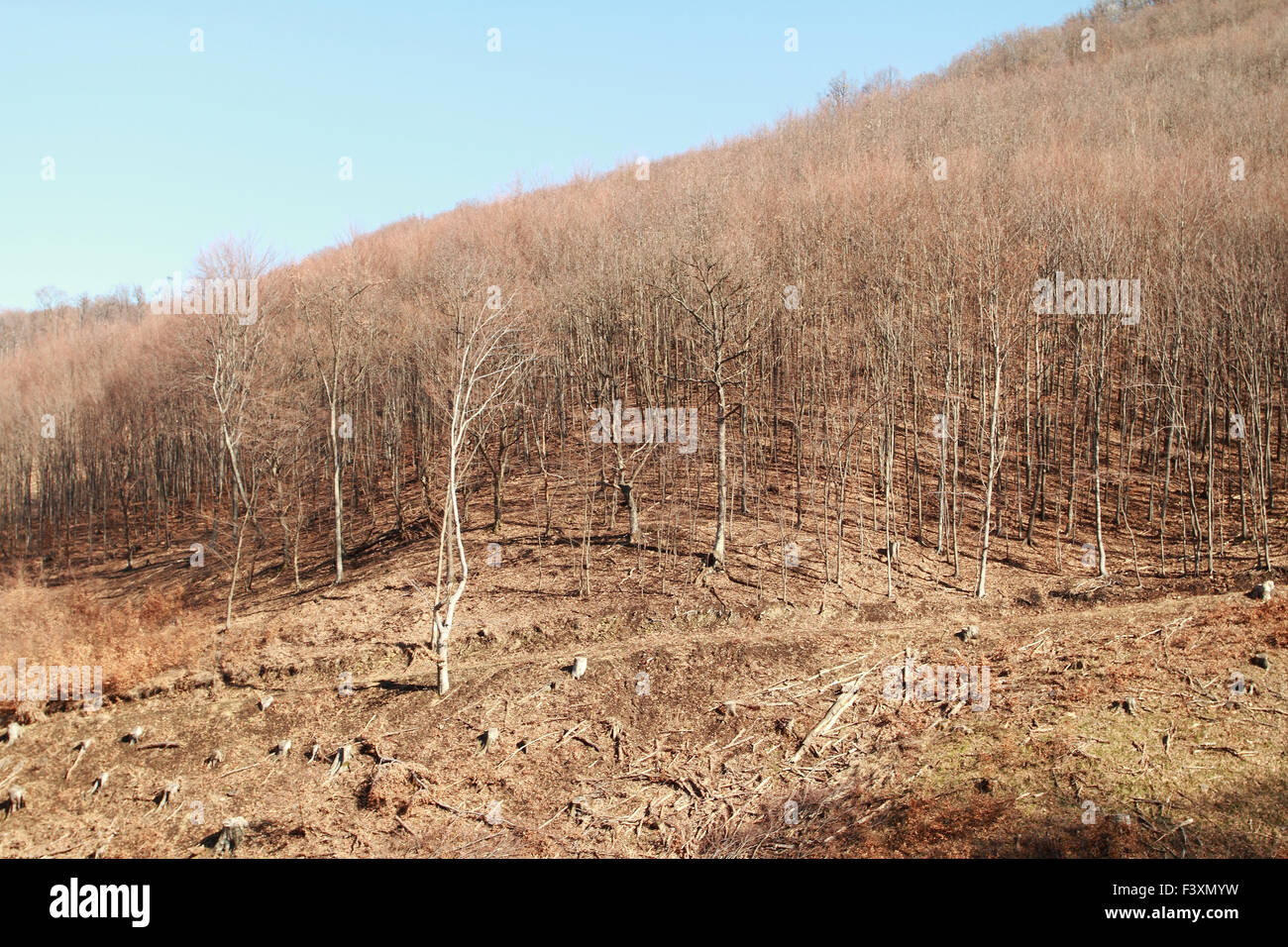 Industrial deforestation and logging Stock Photo - Alamy