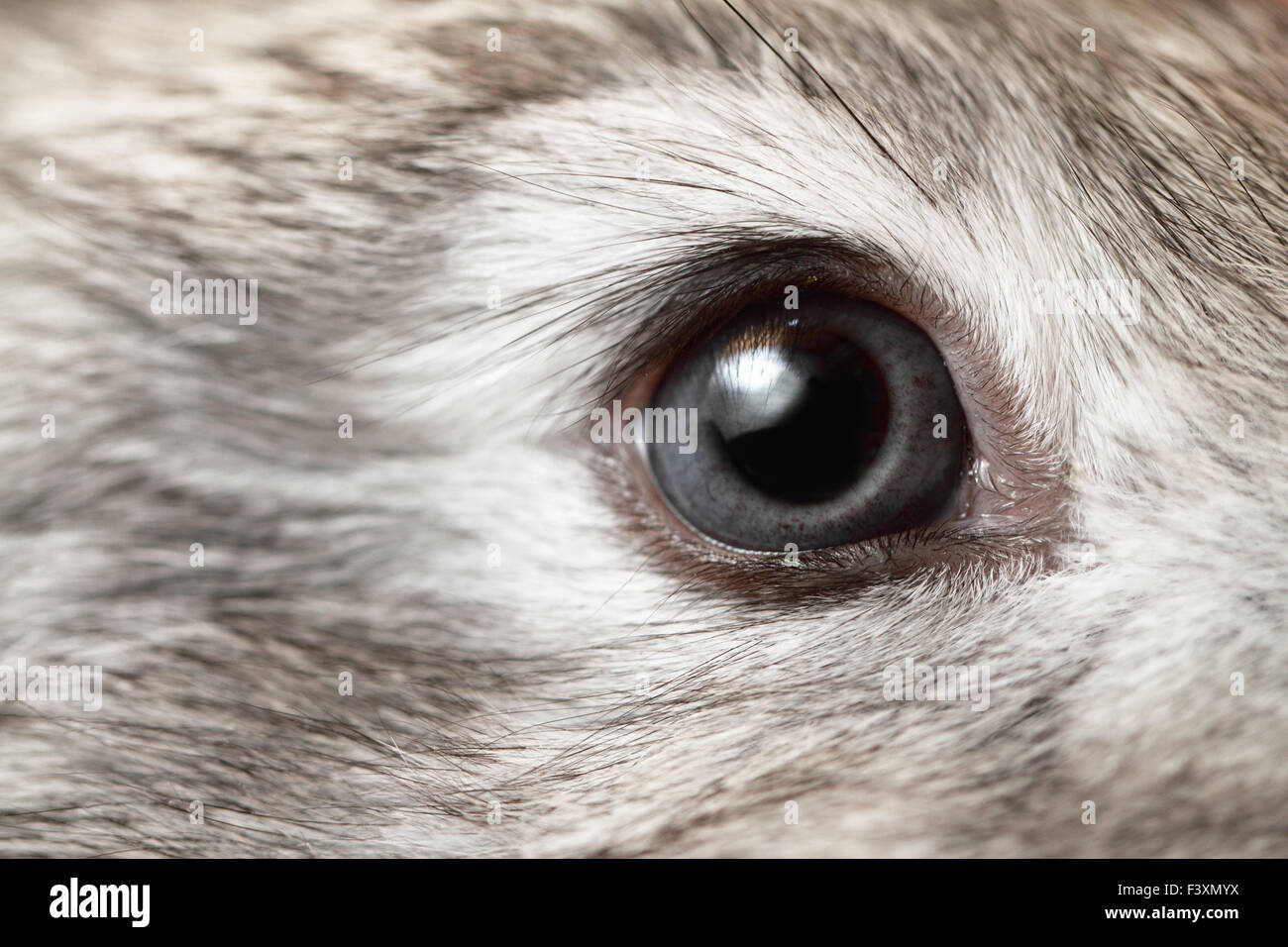 Eye of a gray rabbit Stock Photo - Alamy