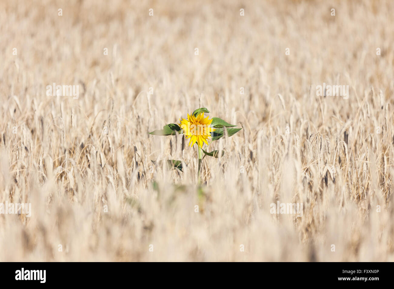 Sunflower in Cornfield Stock Photo - Alamy