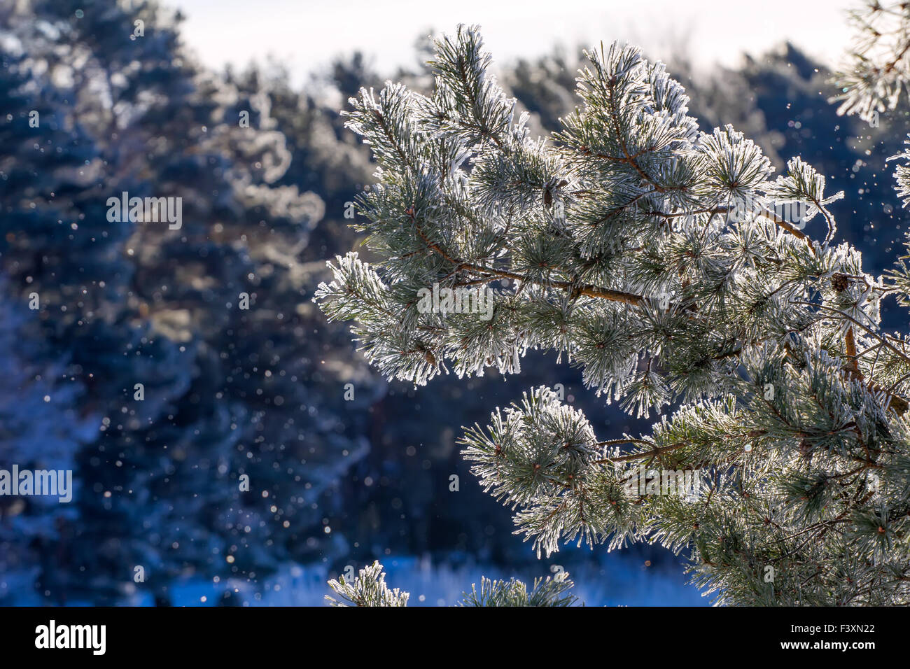 winter, fir-tree in frost Stock Photo - Alamy