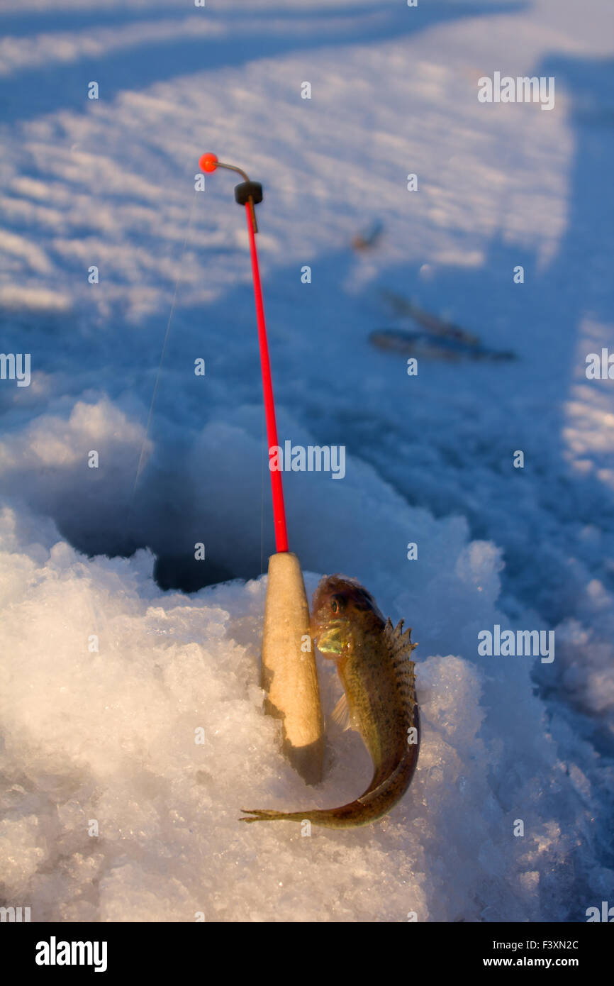 Ruff sport hi-res stock photography and images - Alamy