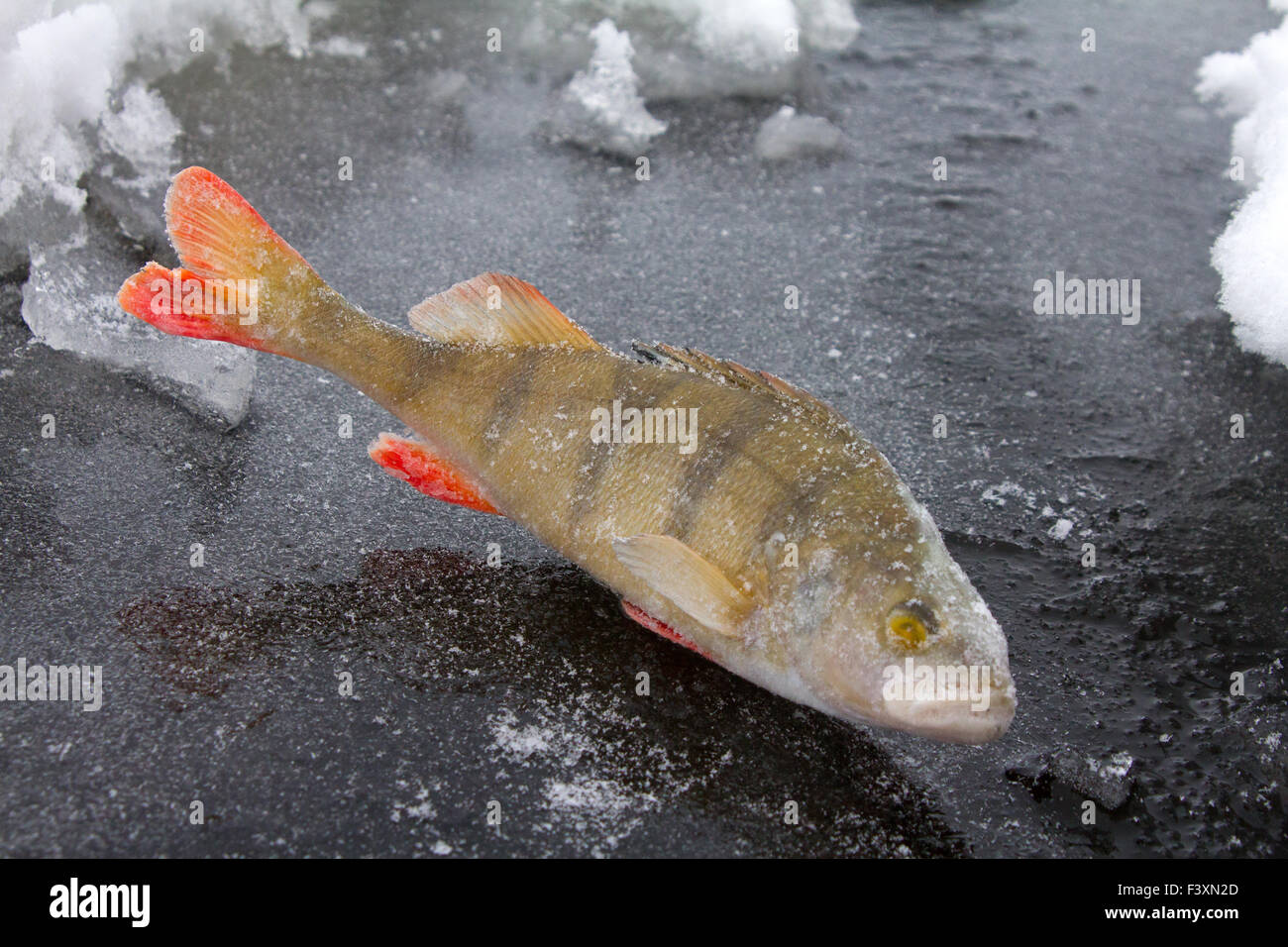 winter perch fishing leisure Stock Photo - Alamy