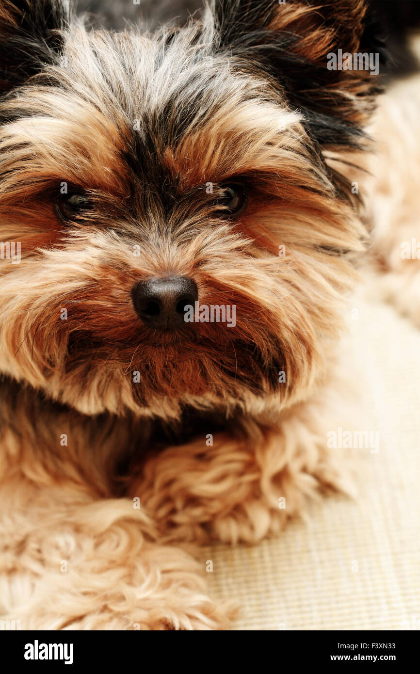 Cute Yorkshire Terrier puppy portrait Stock Photo - Alamy