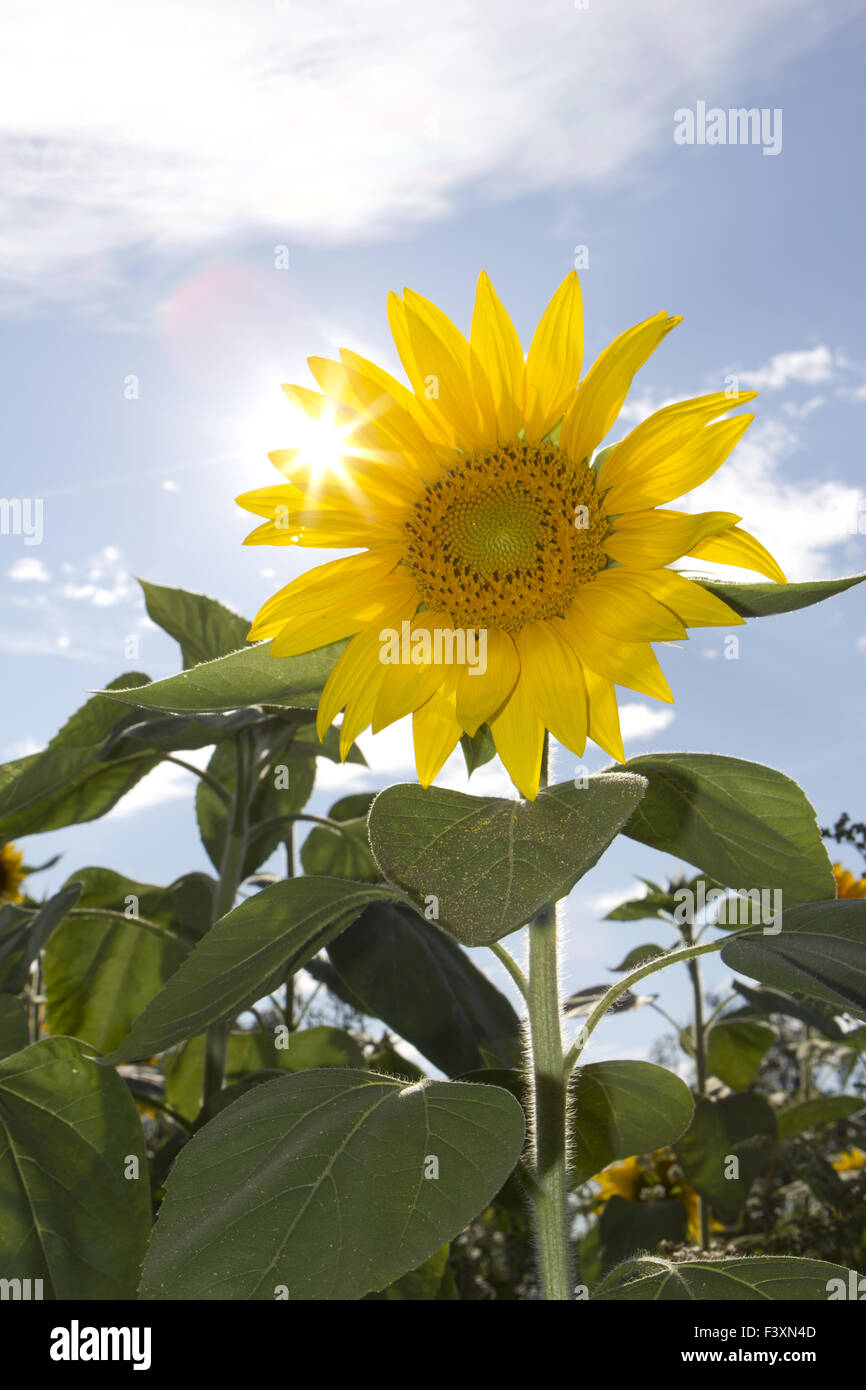 Sun floral hi-res stock photography and images - Alamy