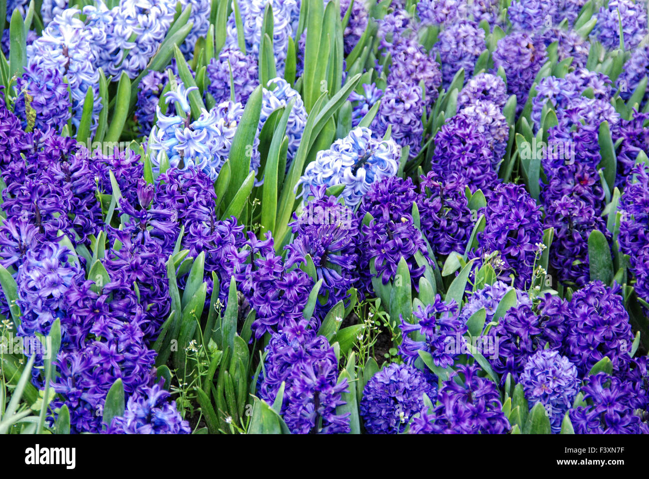 Hyazinth field hi-res stock photography and images - Alamy