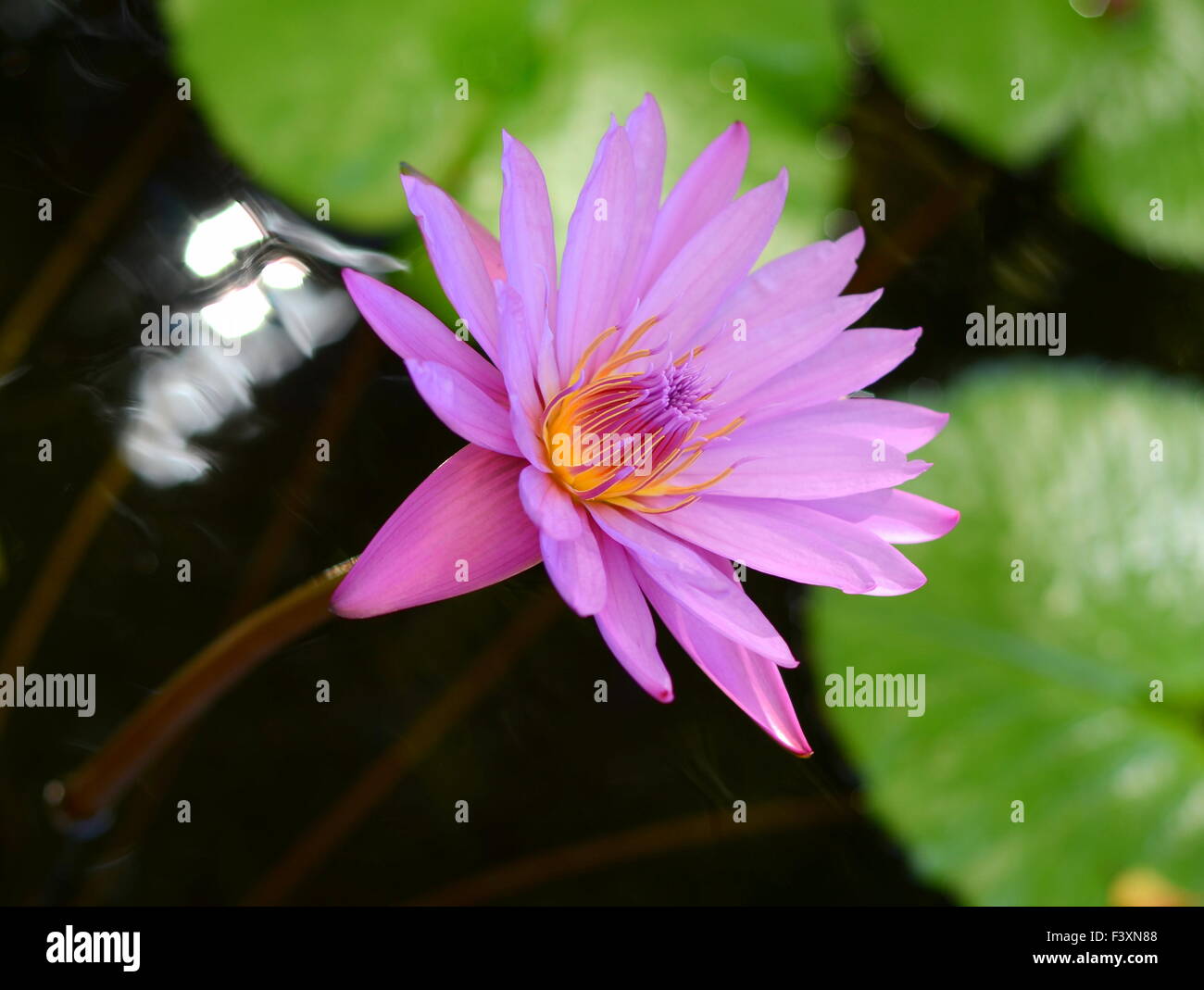 Water lilly plant hi-res stock photography and images - Alamy