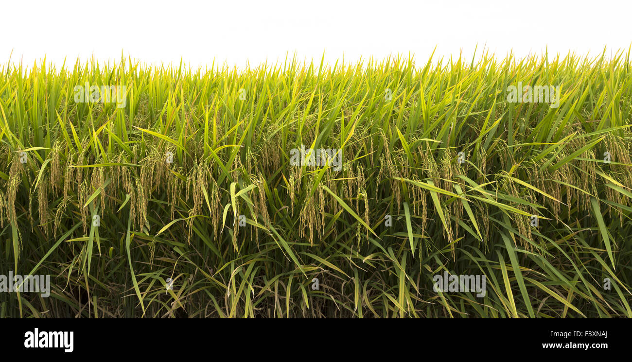 Agriculture Rice Paddy Irrigation Water Stock Photos & Agriculture Rice ...