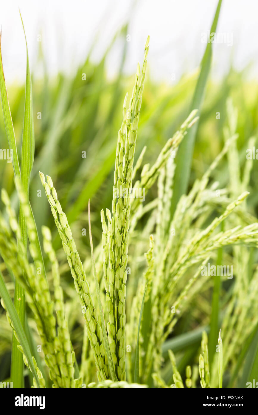 Rice paddy close up hi-res stock photography and images - Alamy