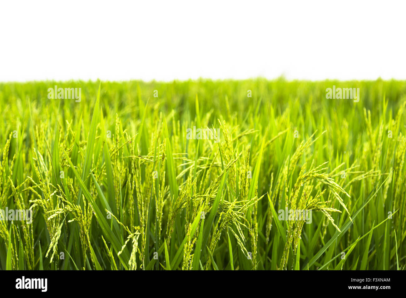 Paddy husk hi-res stock photography and images - Alamy