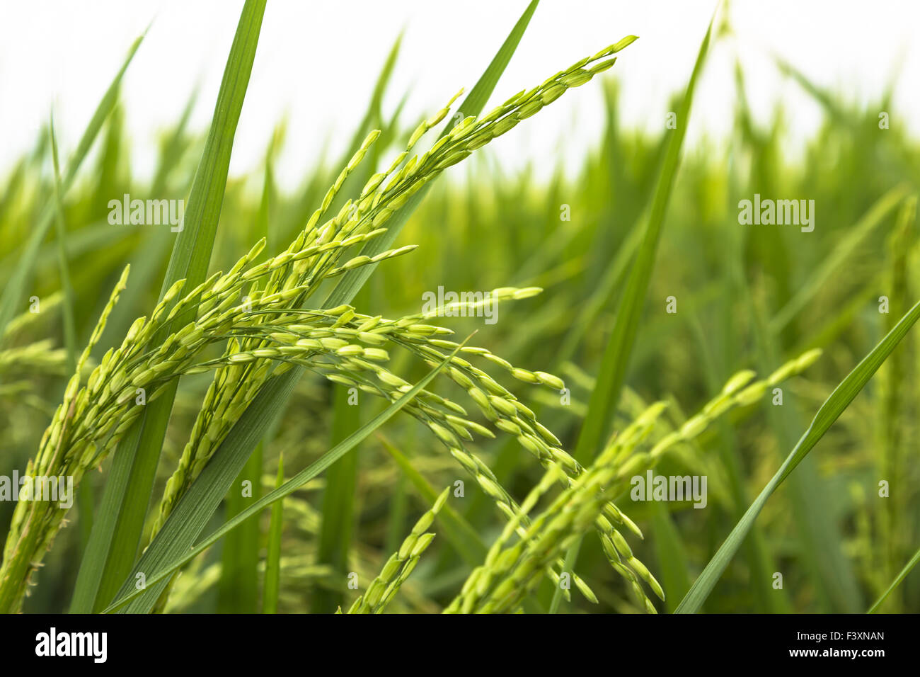 Close up of paddy field hi-res stock photography and images - Alamy