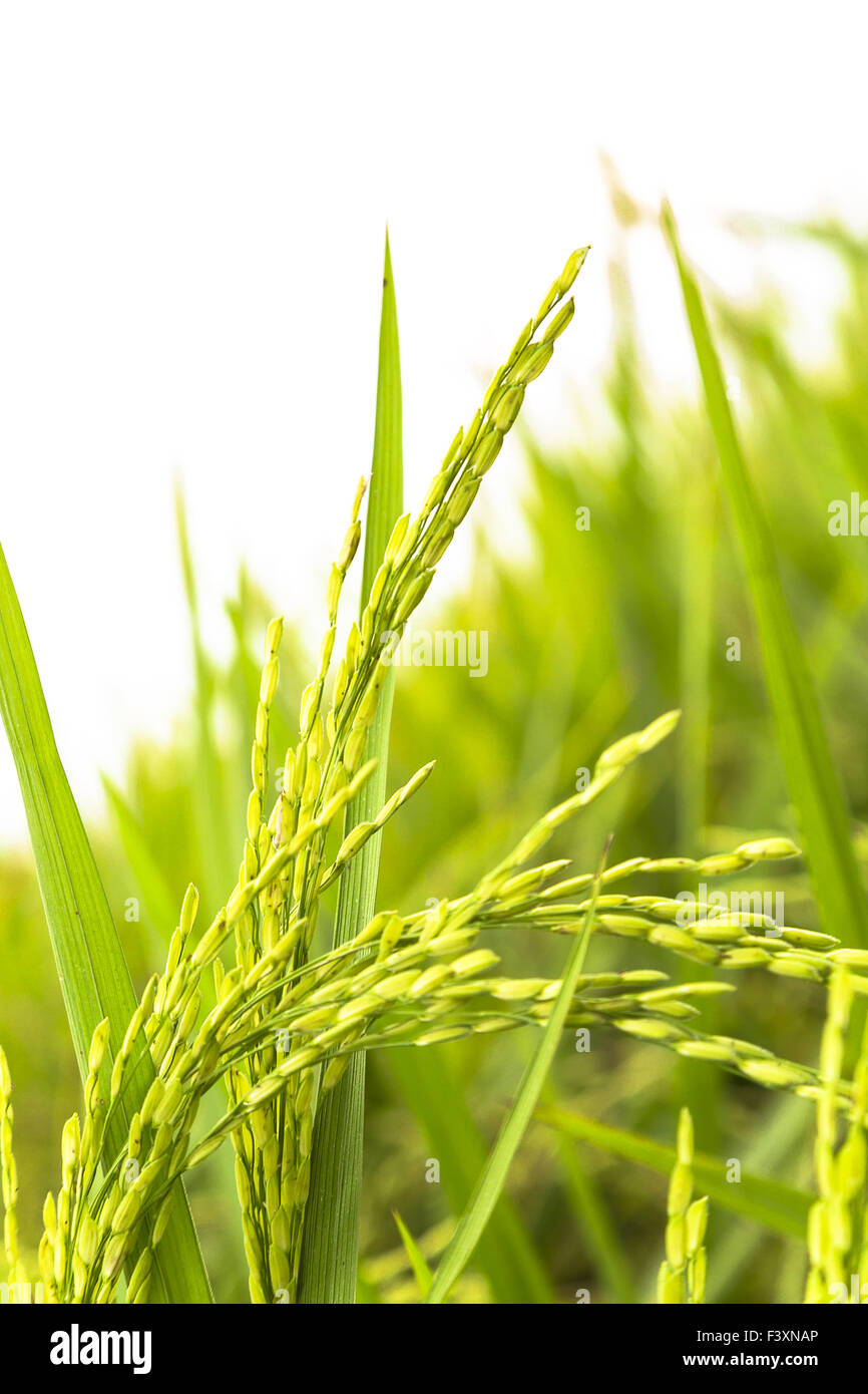 Rice yellow river hi-res stock photography and images - Alamy