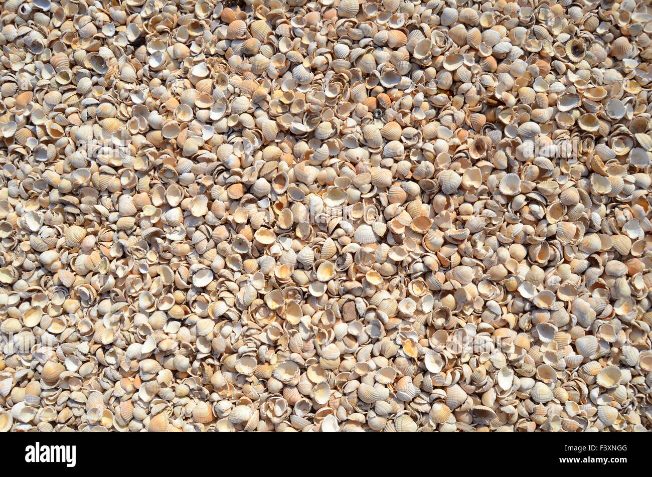 An Abstract Background Texture Of Sea Shells Stock Photo - Alamy