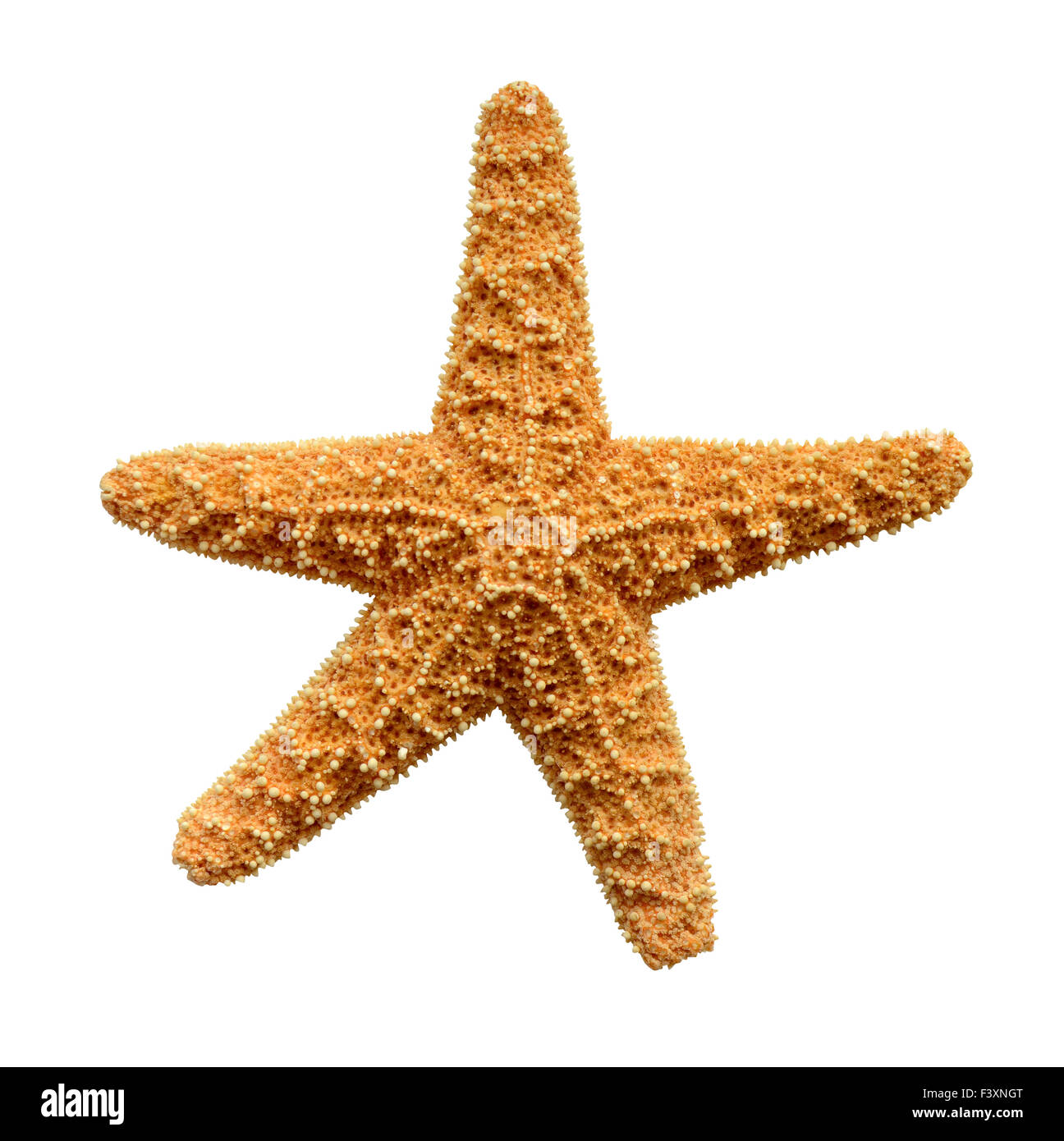 One orange starfish star fish hi-res stock photography and images - Alamy