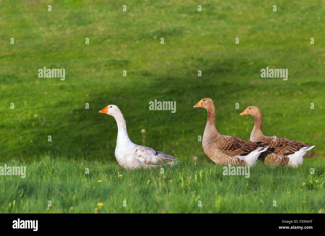 Three geese in nature Stock Photo - Alamy