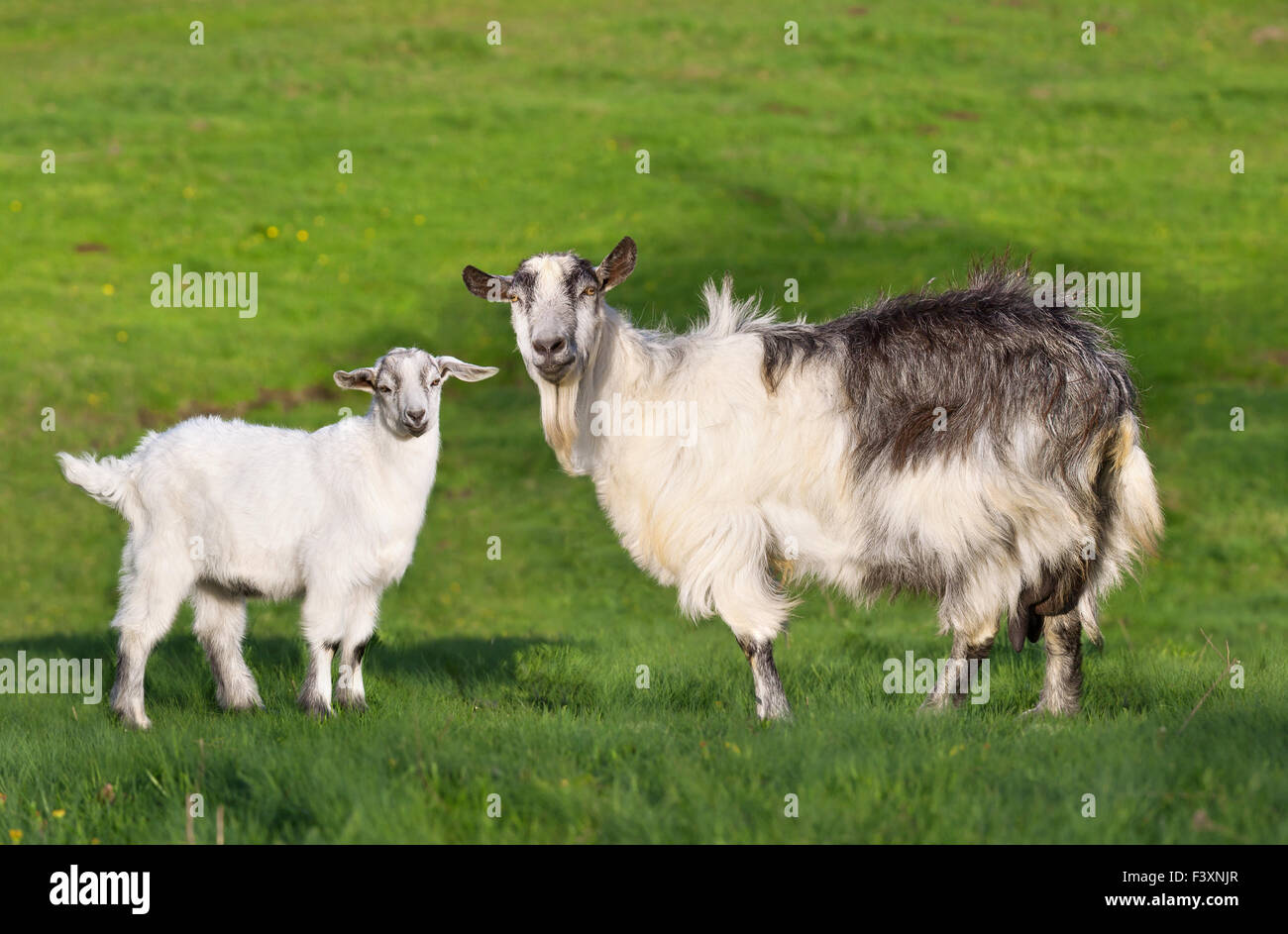 Goat and kid Stock Photo - Alamy